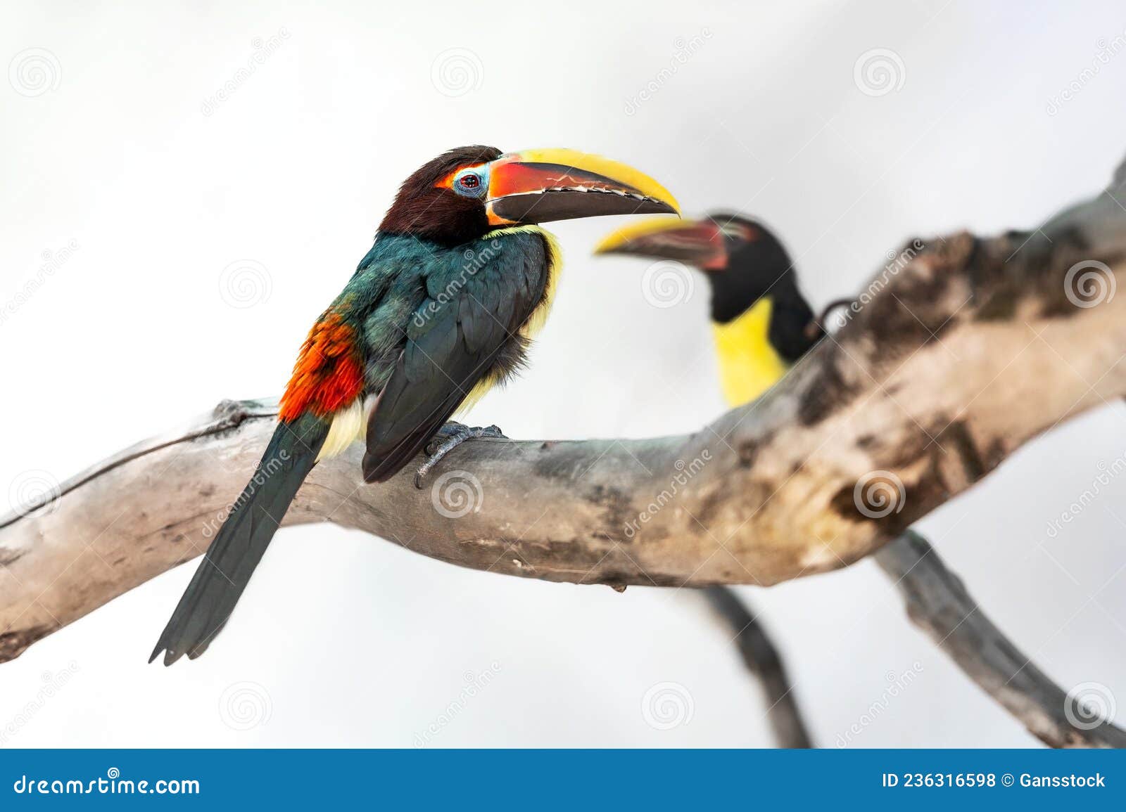 Toucan sits on a tree stock photo. Image of bill, watching - 236316598
