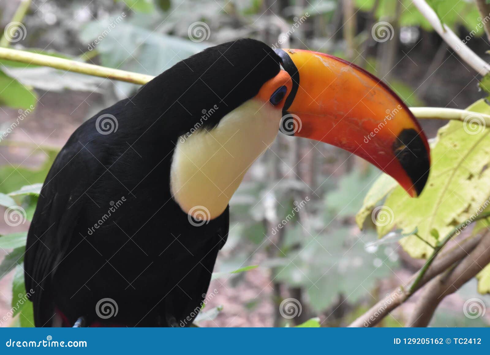 Toucan Sitting on Tree Branch Stock Photo - Image of peak, fauna: 129205162