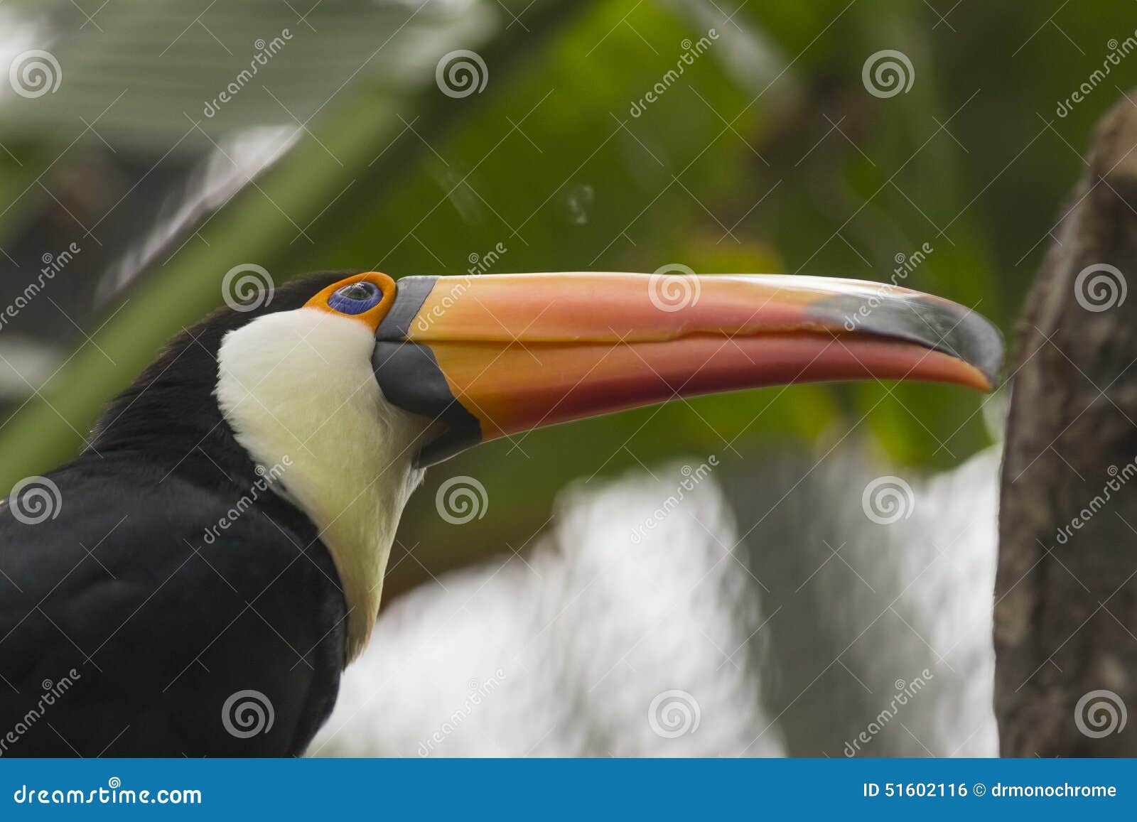TOUCAN TOCO Ramphastos Toco Stock Photography | CartoonDealer.com ...