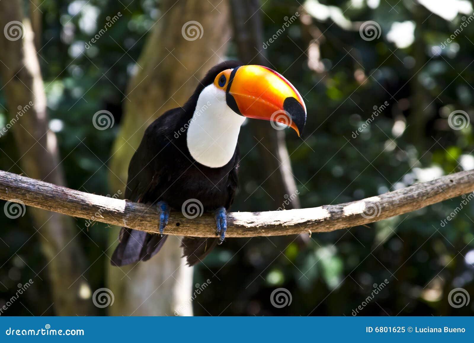 Toucan in a tree stock image. Image of forest, tropical - 6801625