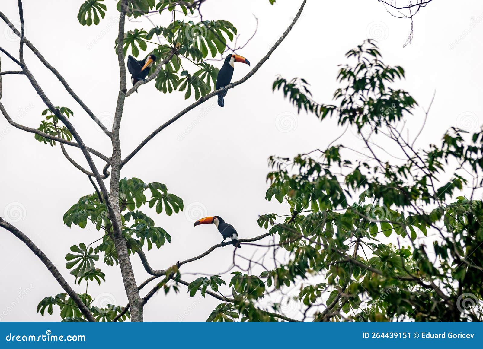 Toucan on a Tree Branch in the Amazon Forest Stock Image - Image of ...