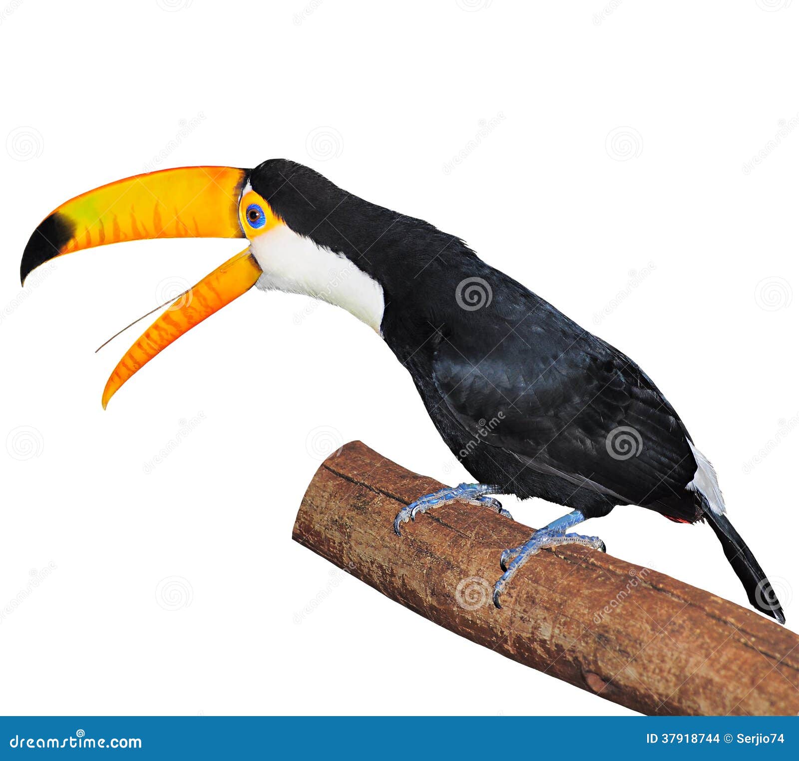 Toucan on the tree branch. stock photo. Image of brazil - 37918744