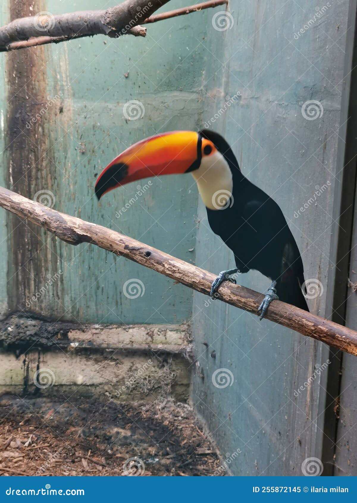 Toucan in a tree stock image. Image of animal, wing - 255872145
