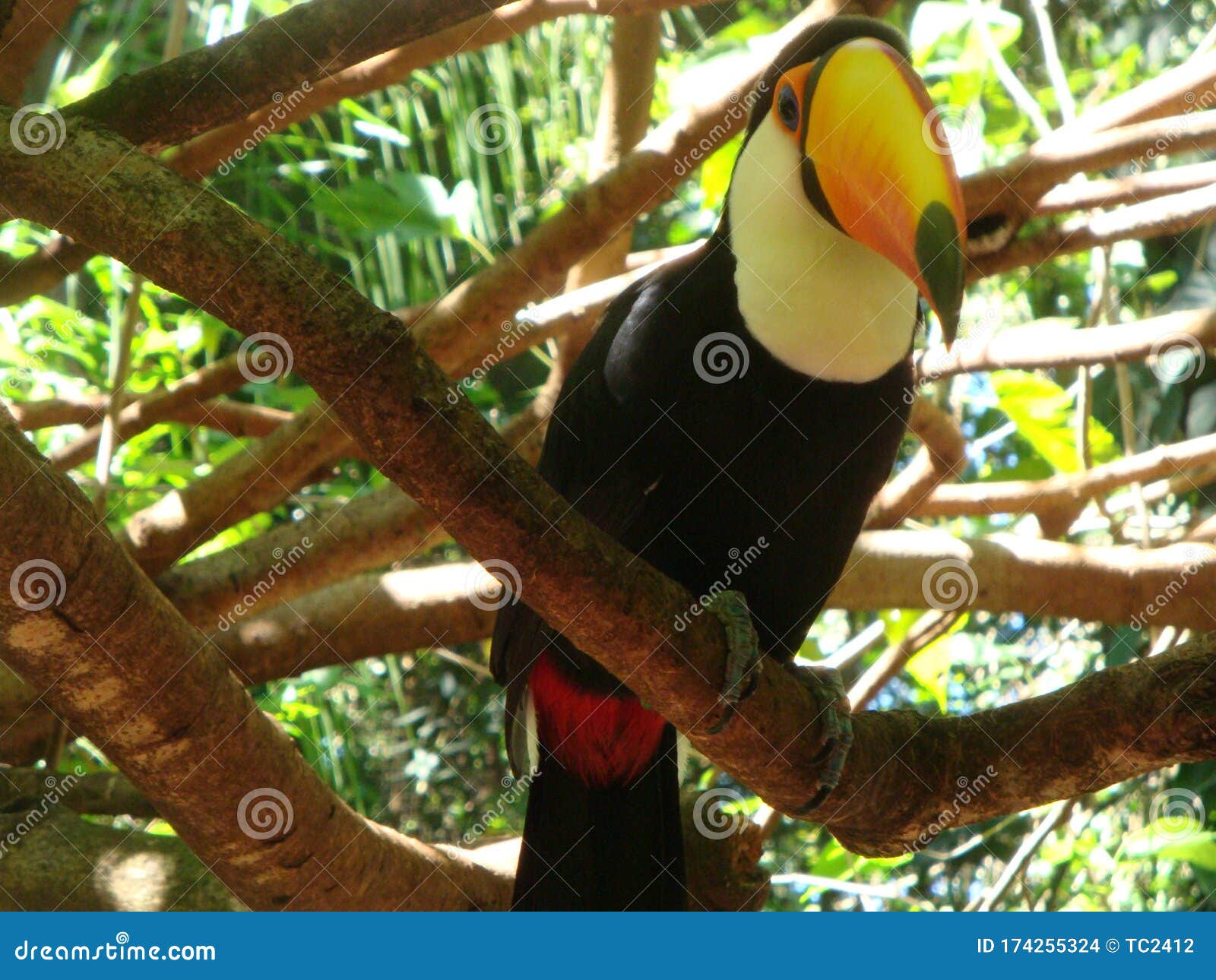 Toucan in the tree stock photo. Image of orange, feathers - 174255324
