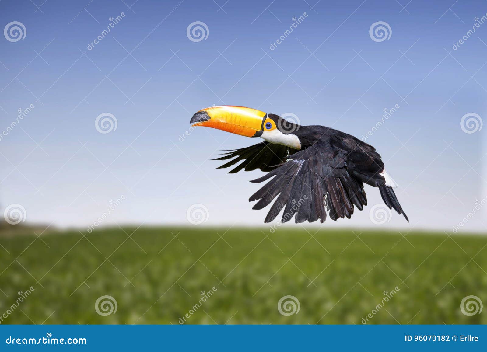 Beautiful Toucan Flying Sky Background Stock Photos - Free & Royalty ...