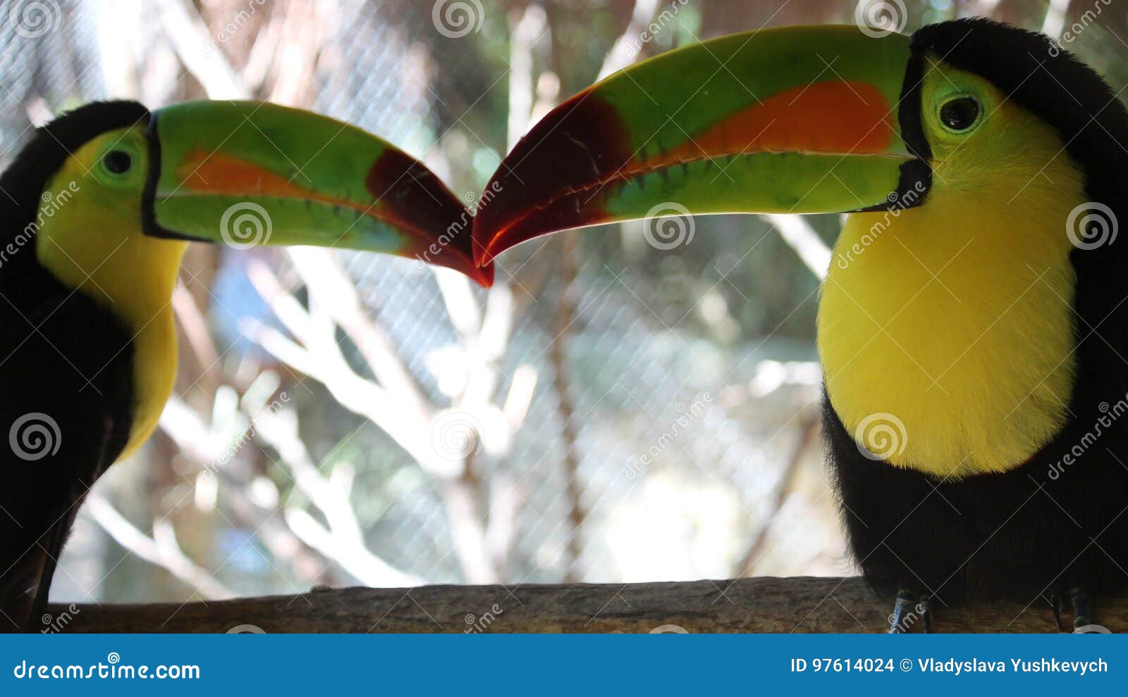 Toucan stock photo. Image of green, forest, billed, blue - 97614024