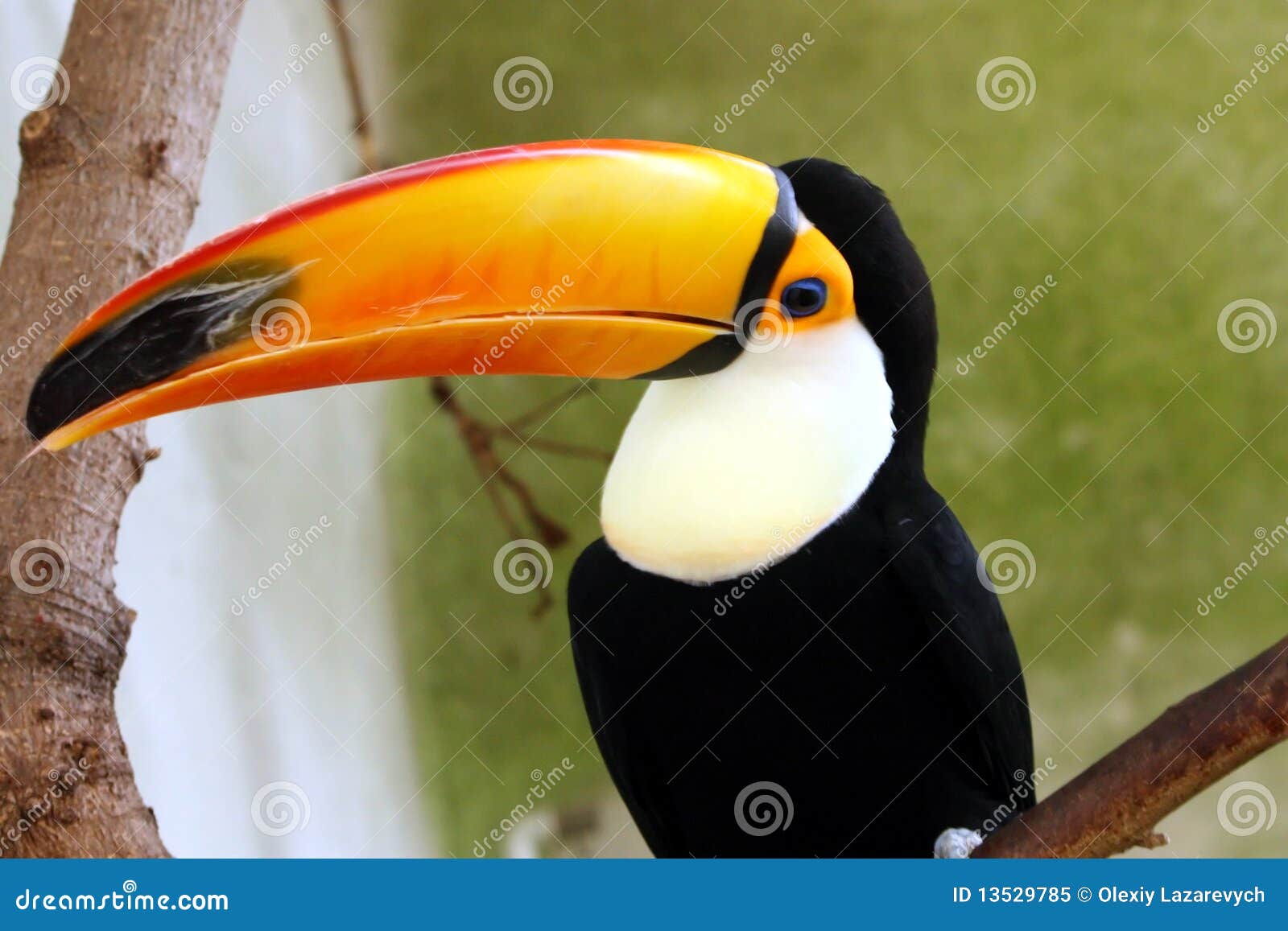 Toucan - Vogel Mit Einem Sehr Großen Schnabel Stockbild - Bild von ...
