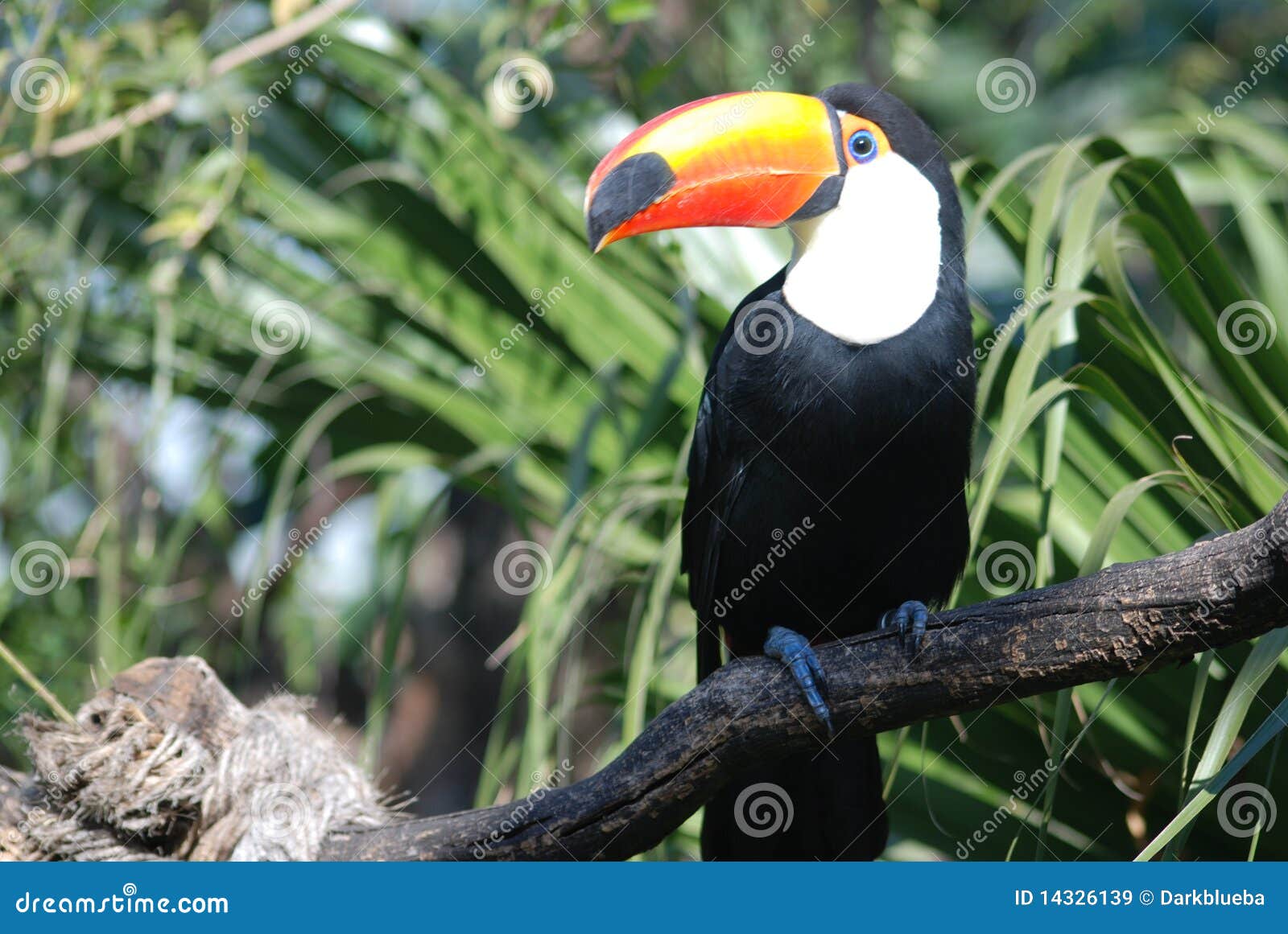 Toucan watching southeast stock image. Image of jungle - 14326139