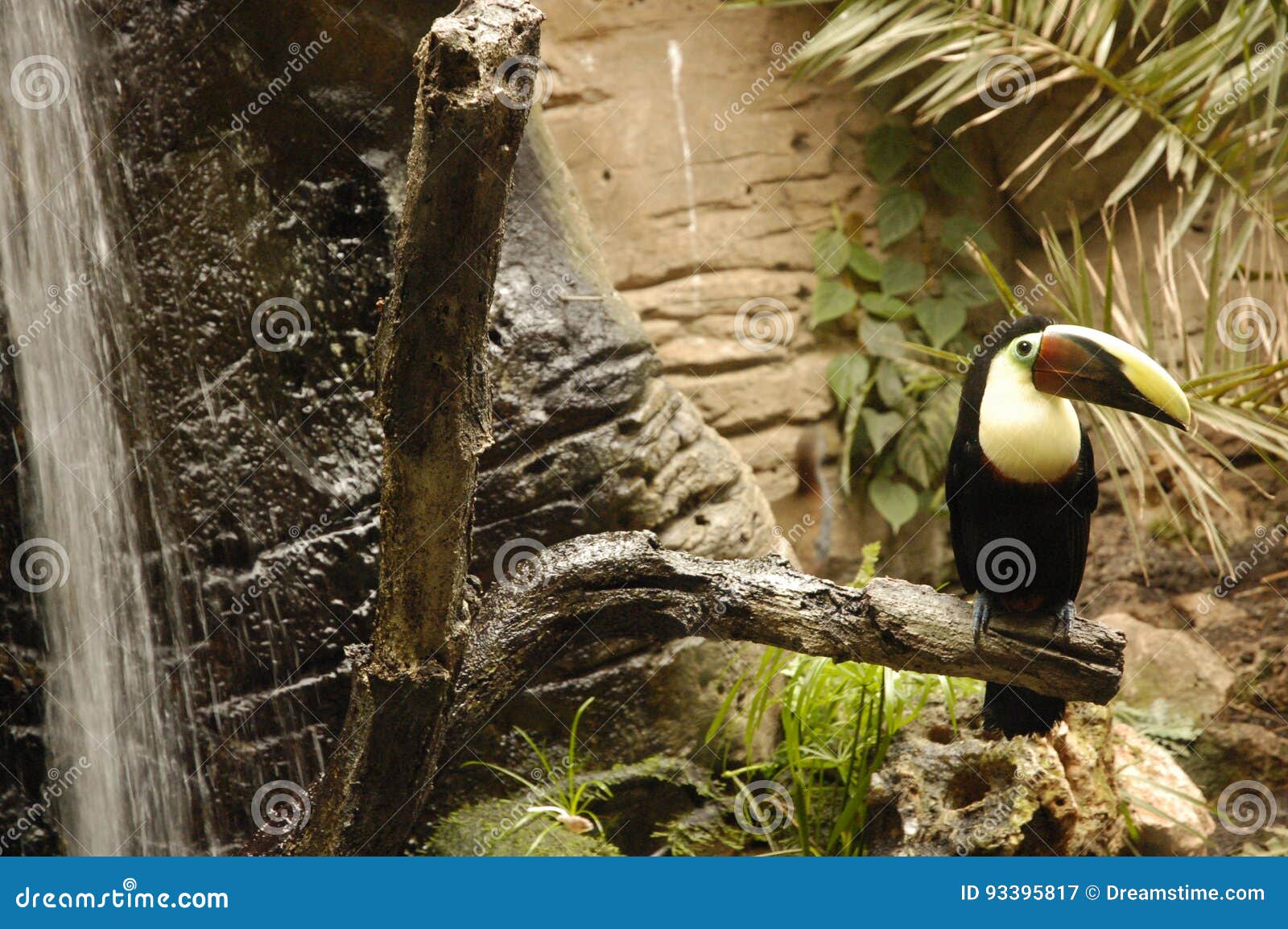 Toucan waterfall stock image. Image of forest, feather - 93395817