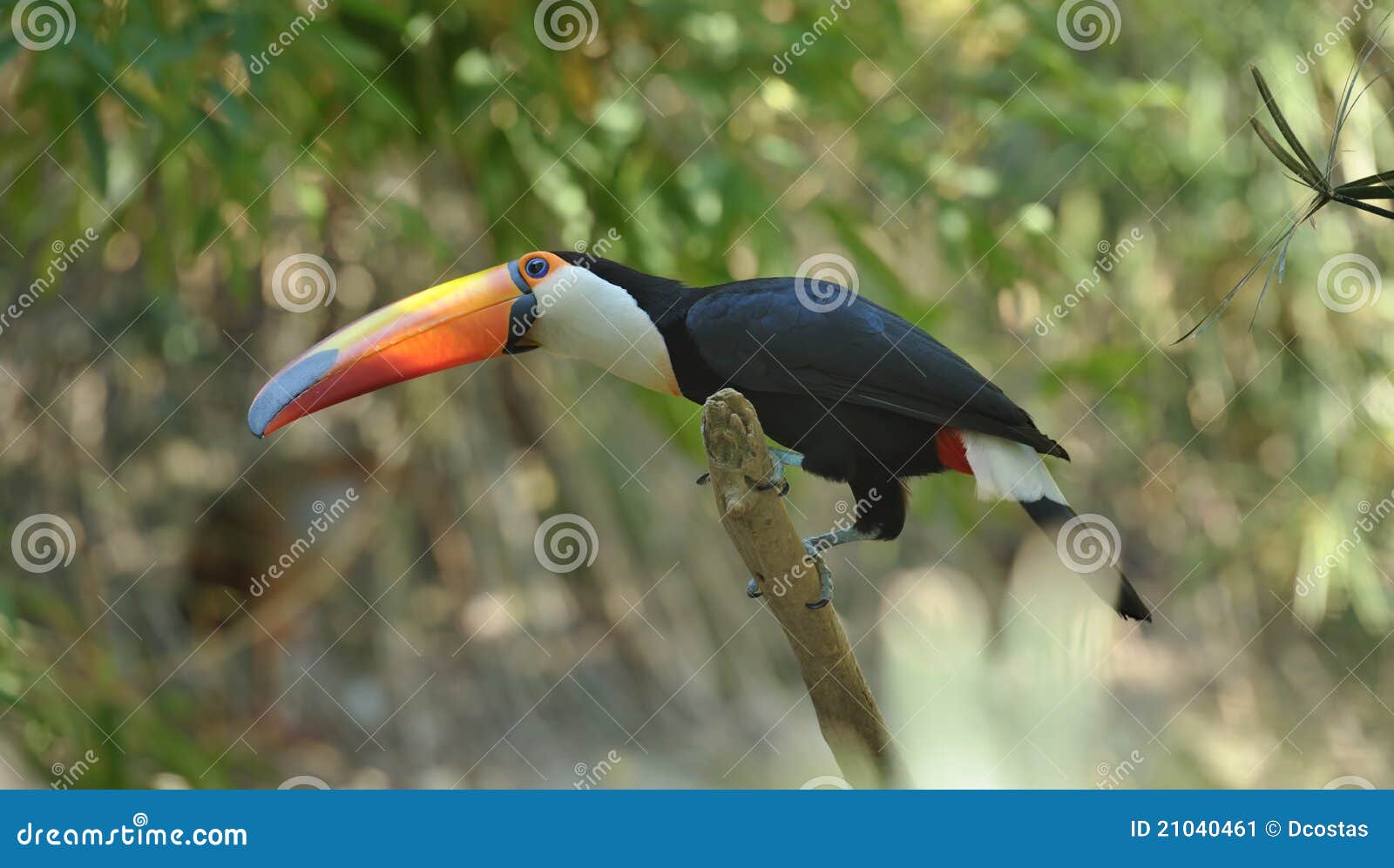 Toucan in the Wild stock image. Image of bill, resting - 21040461