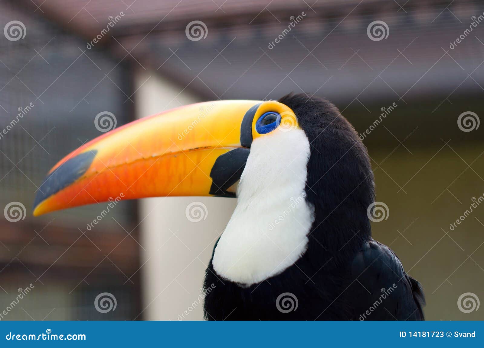 Toucans. Ramphastidae stock image. Image of hornbill - 14181723