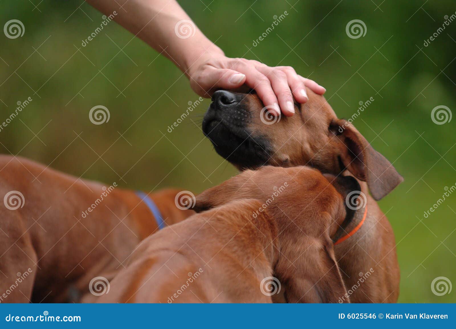 Touch stock photo. Image of little, head, backyard, hound - 6025546