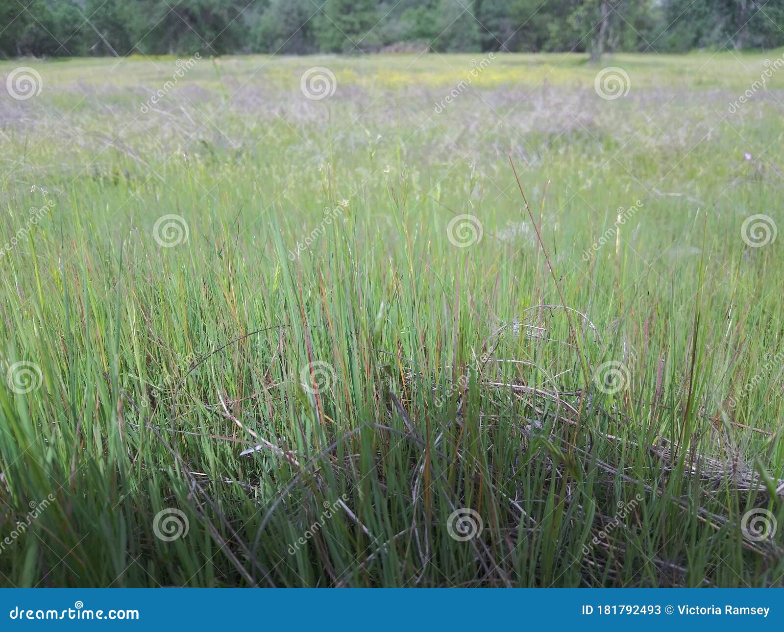 Touch of color stock image. Image of wildlife, touch - 181792493