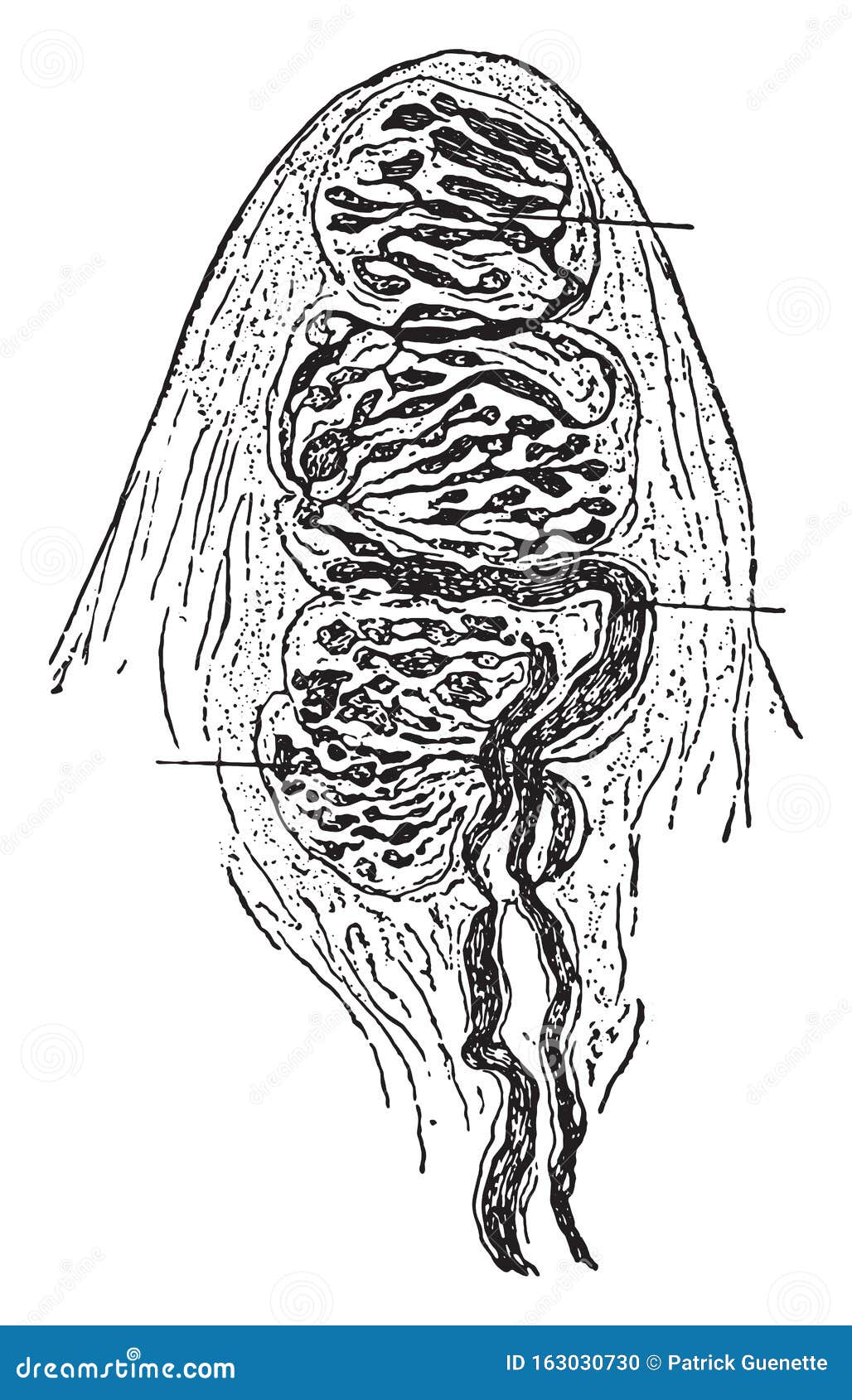 Touch Corpuscle Of Meissner, Vintage Illustration | CartoonDealer.com ...