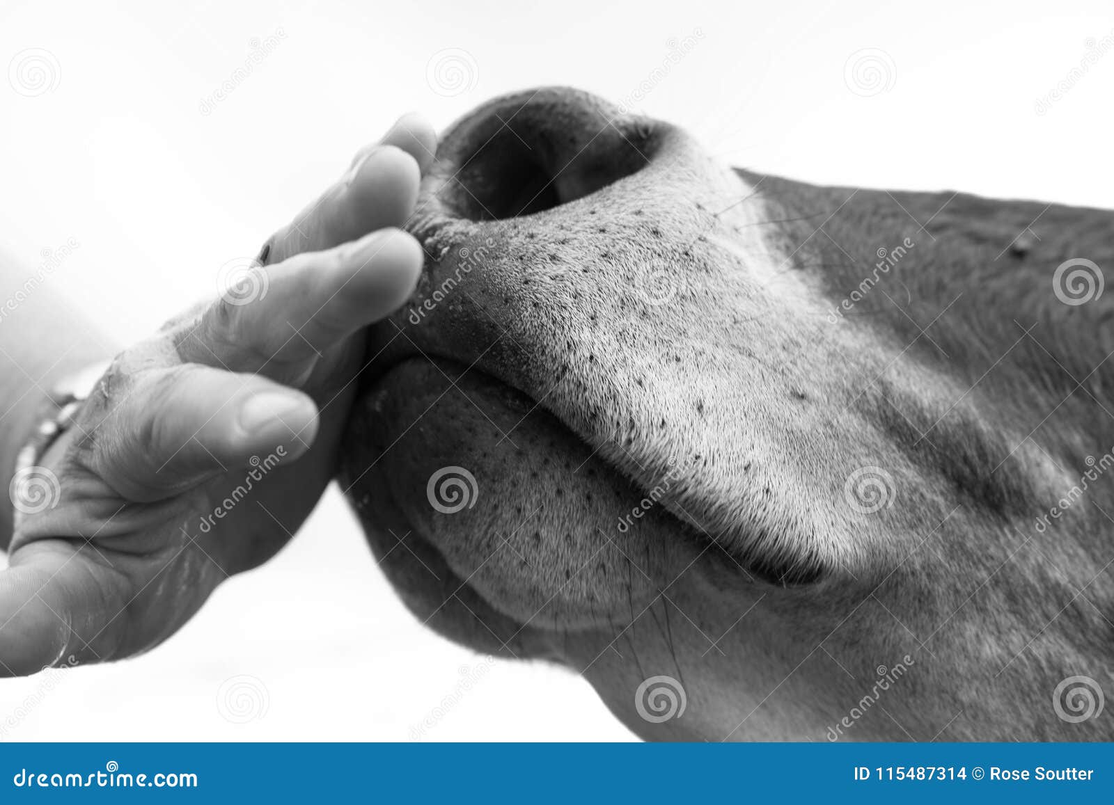 The Touch stock photo. Image of touching, animal, love - 115487314