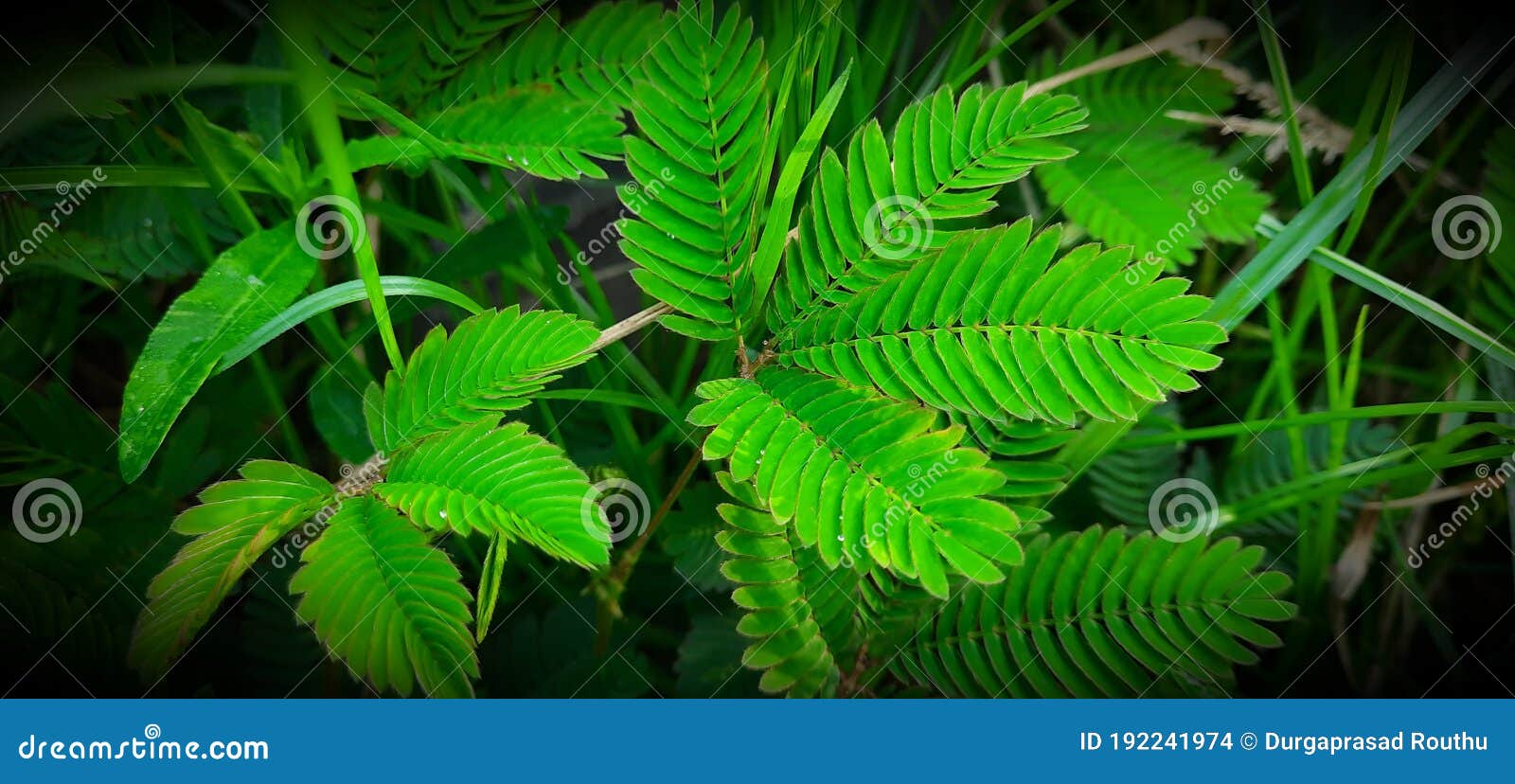 Touch me not stock photo. Image of tree, spruce, jungle - 192241974