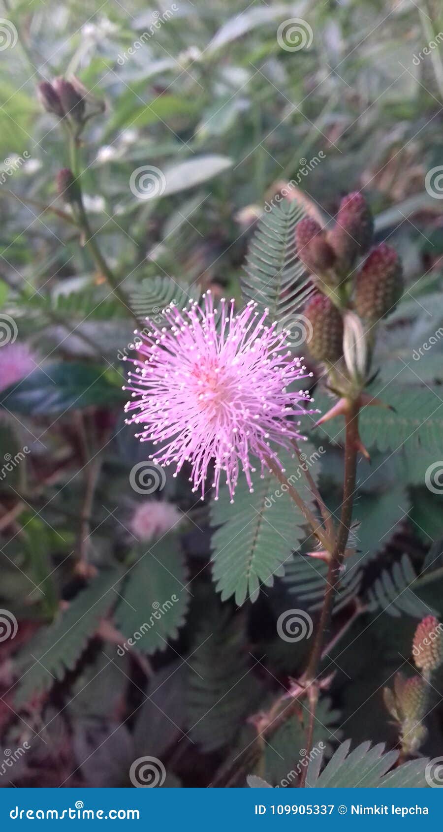 Touch me not stock image. Image of leaves, external - 109905337