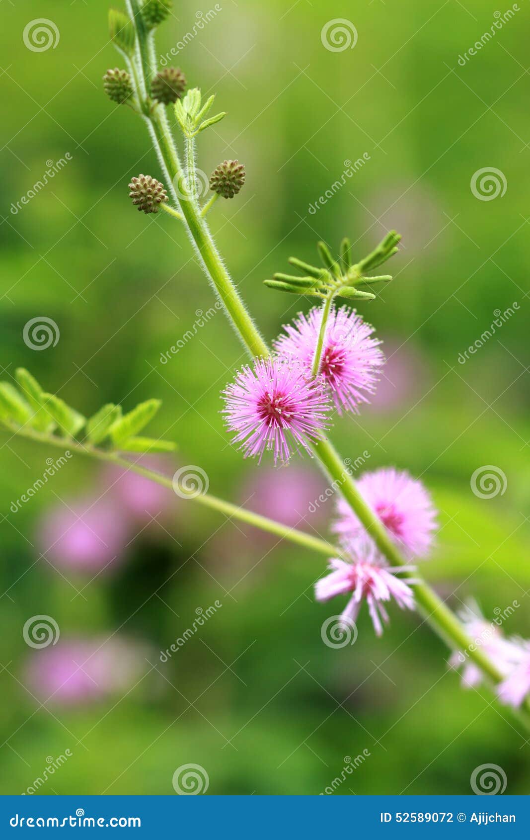 Touch-Me-Not flowers stock photo. Image of blooming, sensitive - 52589072