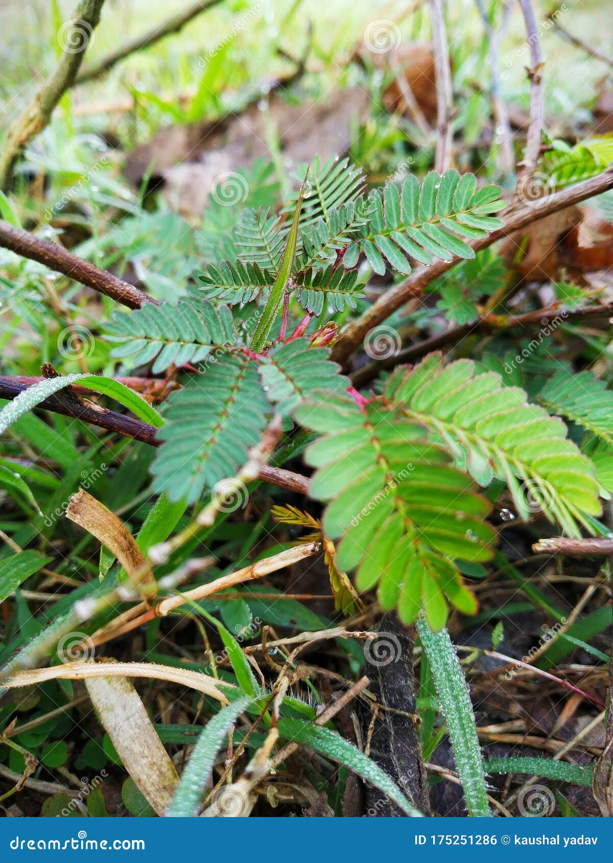 Touch me not plant stock photo. Image of plant, geen - 175251286