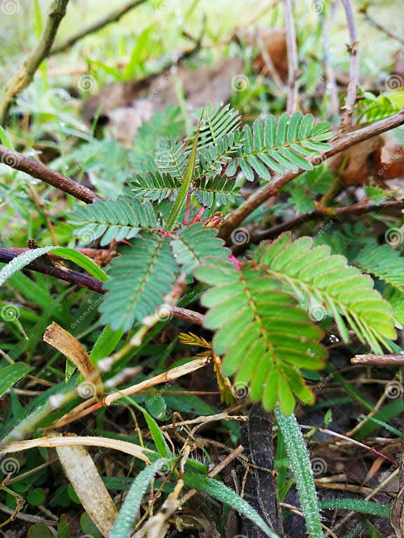 Touch me not plant stock photo. Image of plant, geen - 175251286