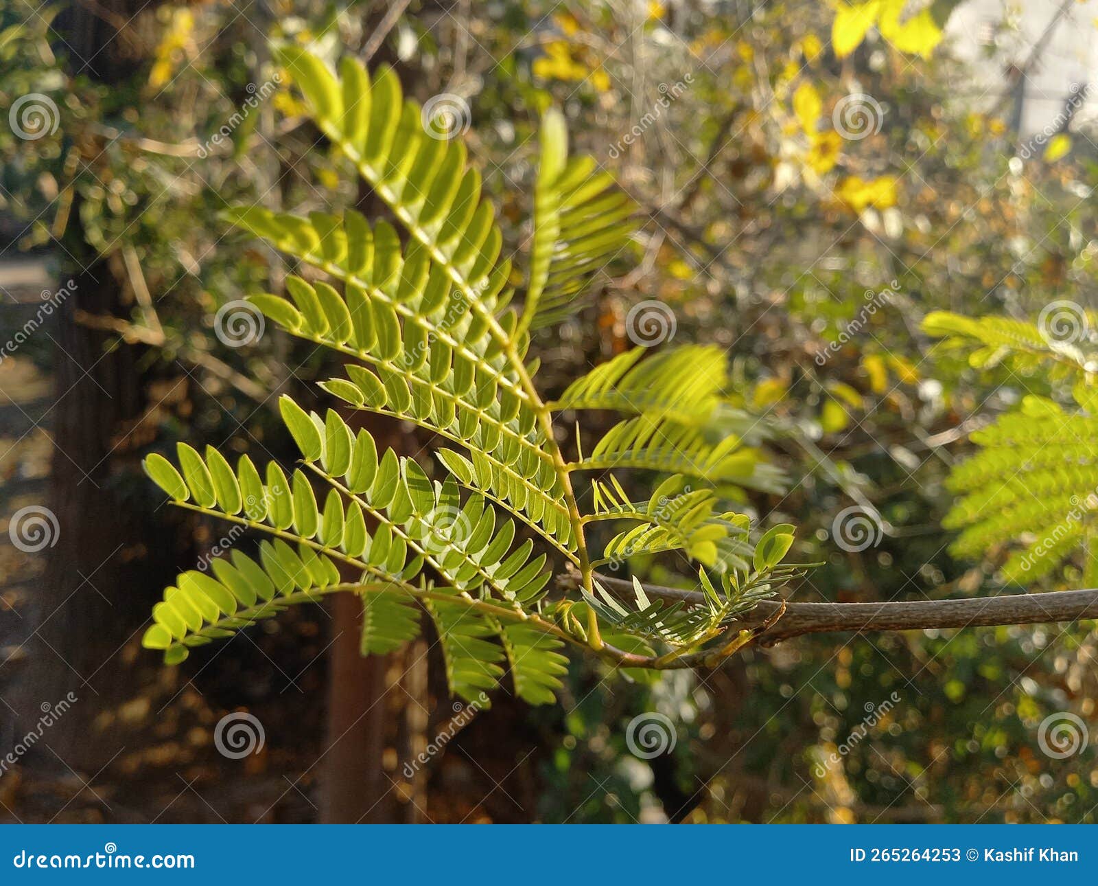 Touch Me Not Plant Leaves Leaf Green Stock Image - Image of flower ...