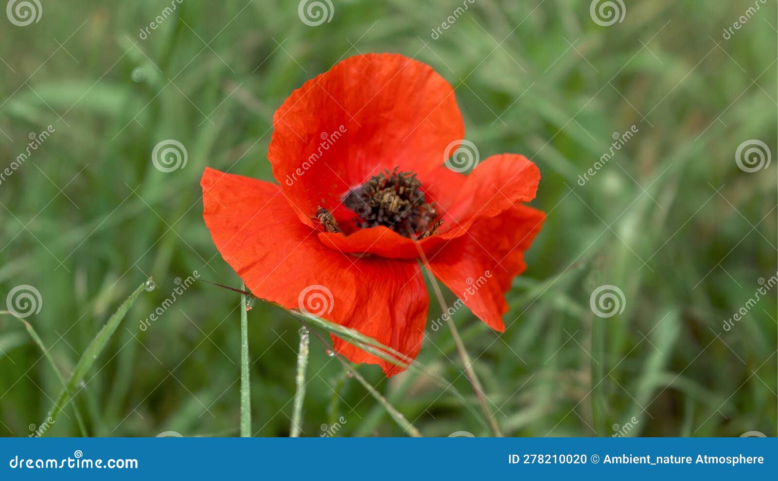 A Touch of Red in Nature stock photo. Image of wildflower - 278210020