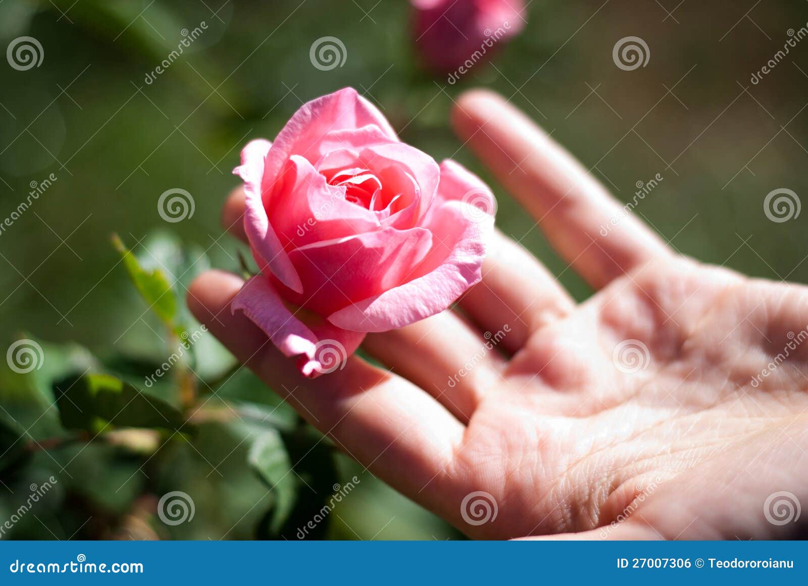Touch of a rose stock photo. Image of gardening, pink - 27007306
