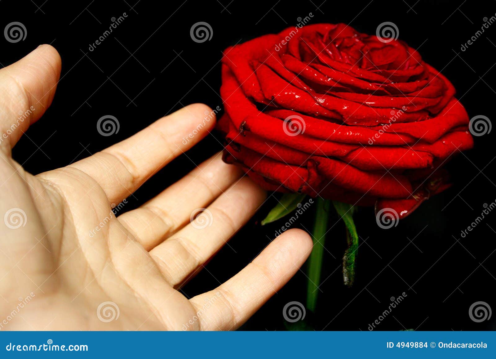 Touch a rose stock photo. Image of declined, drop, hand - 4949884