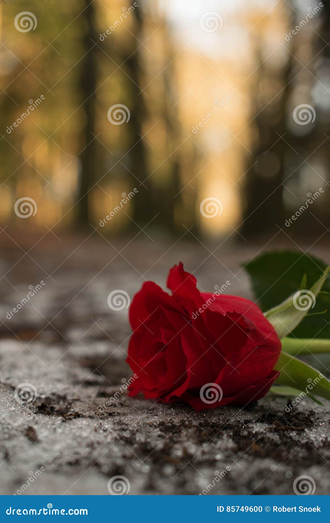 A touch of a rose stock photo. Image of spring, flower - 85749600