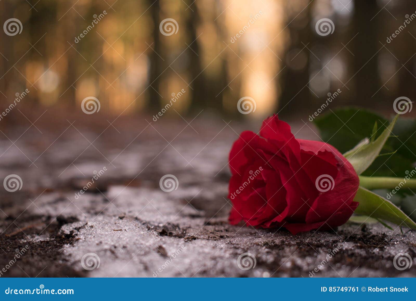 A touch of a rose stock image. Image of flower, single - 85749761