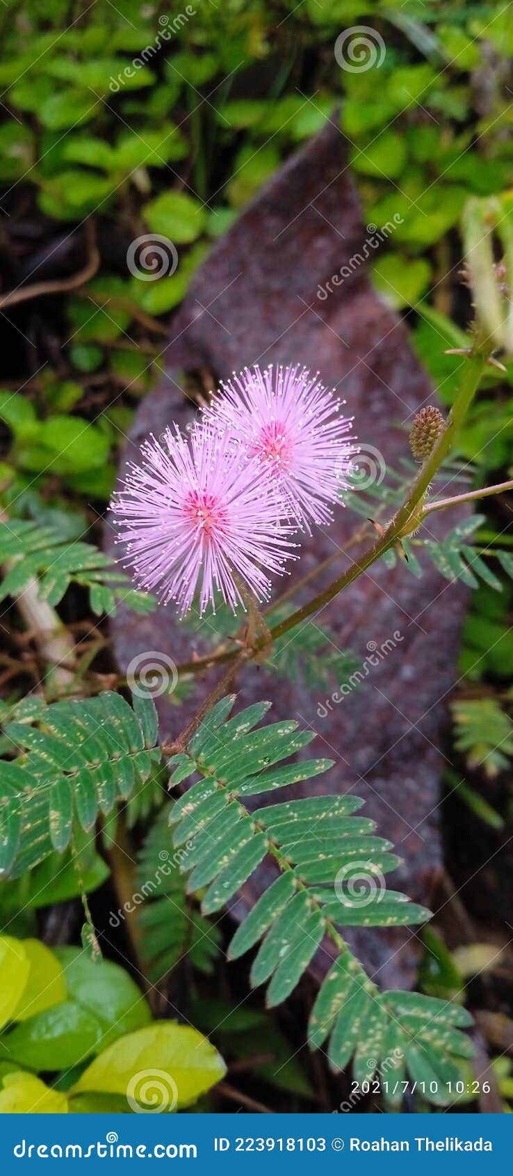 Touch Sensitive Plant Called Nidikumba Stock Image - Image of nidikumba ...