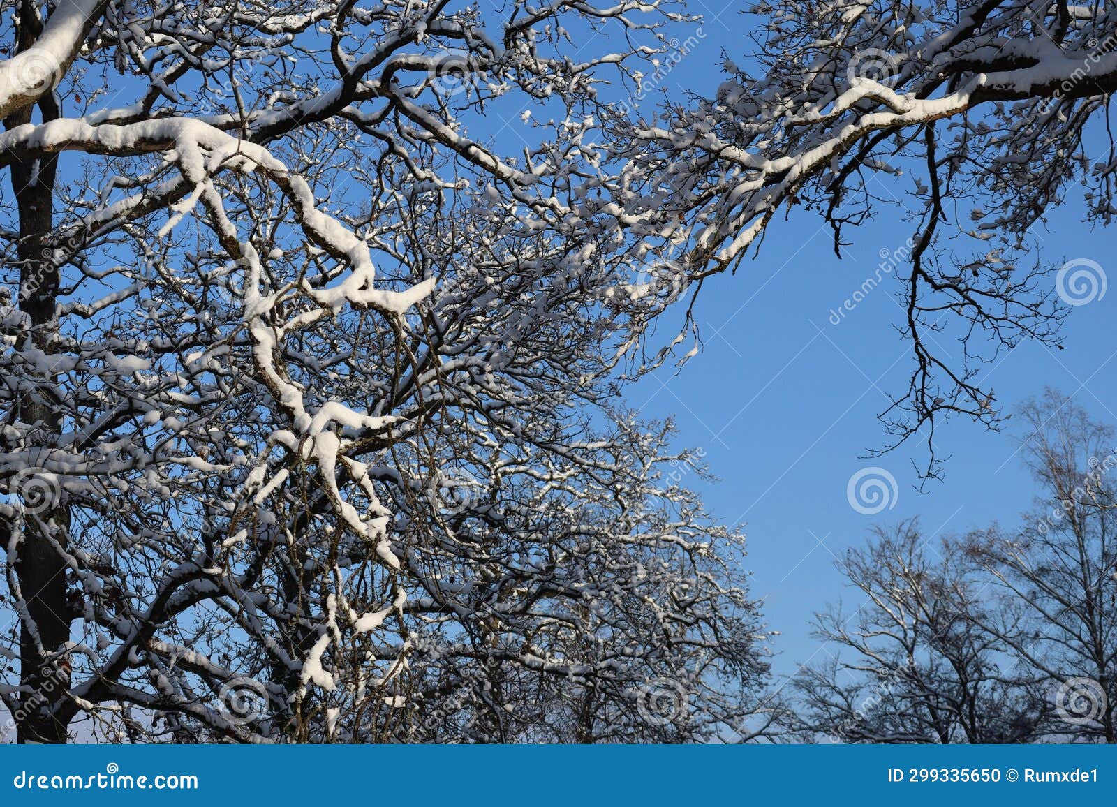 Touch in the Snow stock photo. Image of forest, load - 299335650