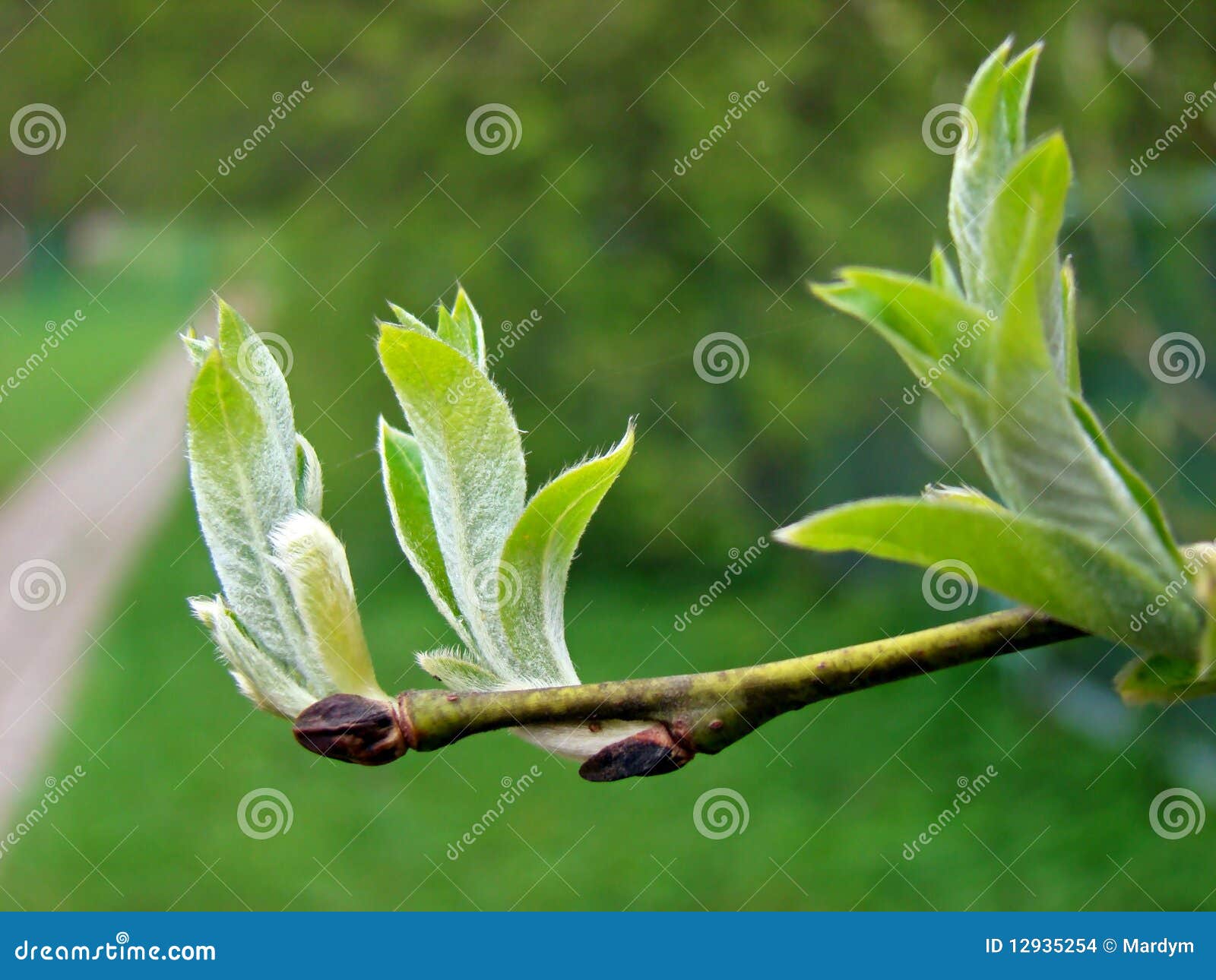 A Touch of Spring stock photo. Image of nature, curved - 12935254