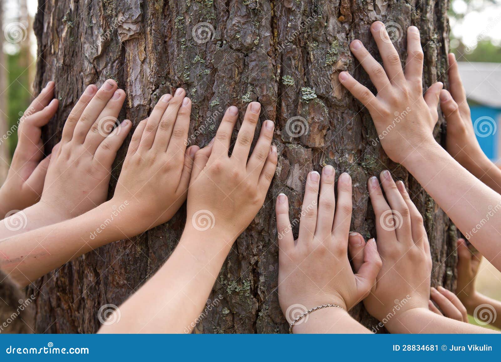 Touch to a tree stock image. Image of palms, press, bark - 28834681