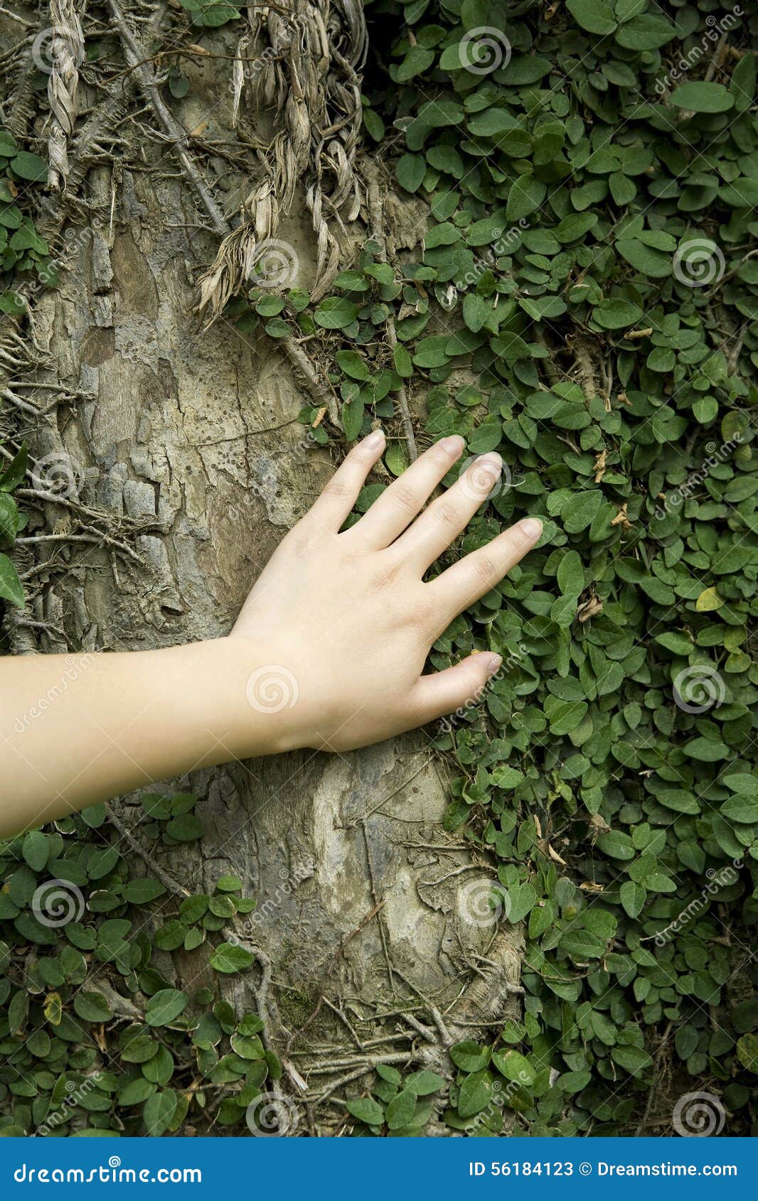 Touch to a tree stock image. Image of embracing, standing - 56184123