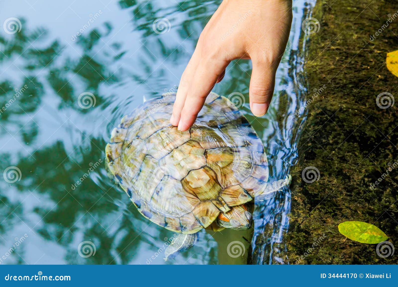 Touch a tortoise stock photo. Image of water, touch, leaves - 34444170