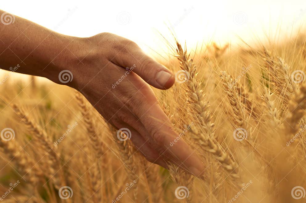 Touch of wheat ear stock photo. Image of cereal, serenity - 25636208