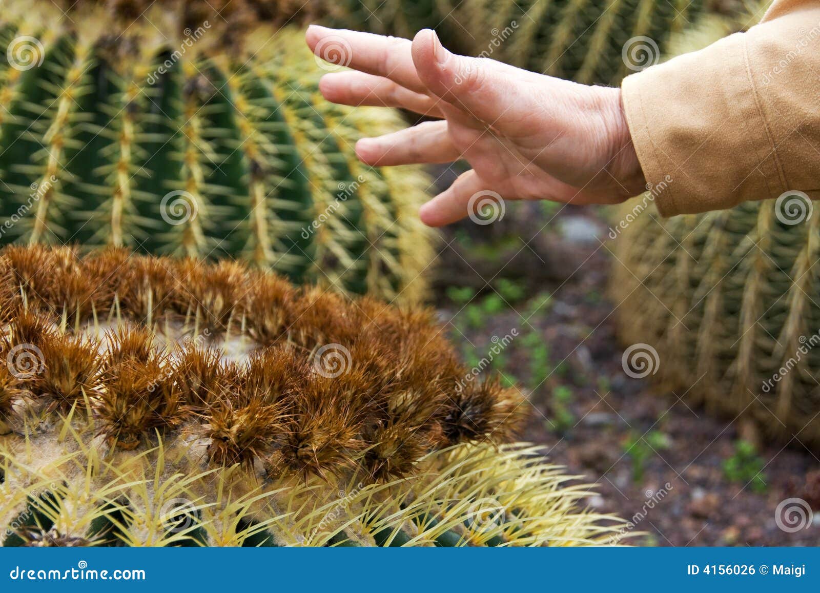 Touching cactus stock photo. Image of prickles, touching - 4156026