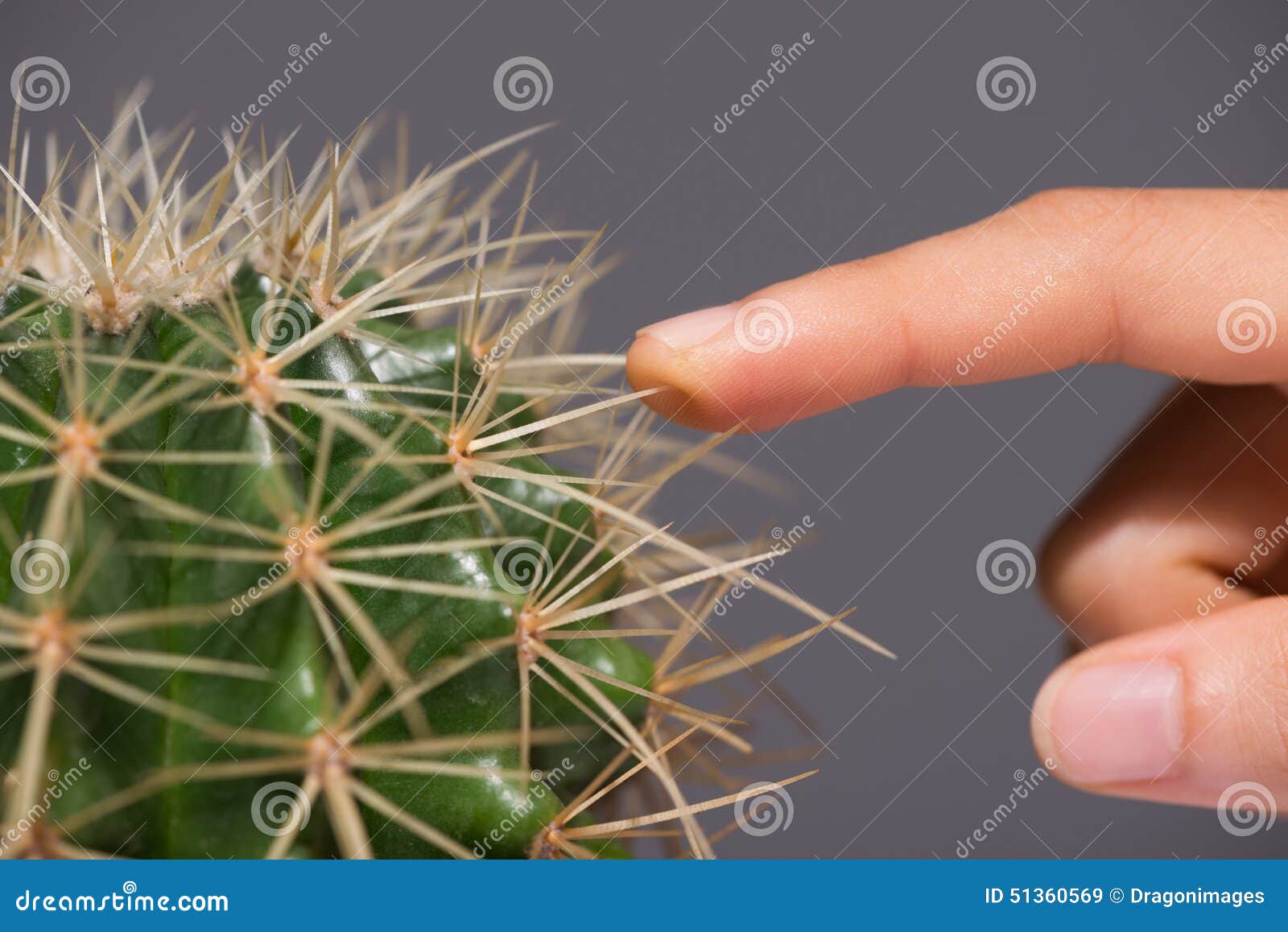 Touching cactus stock image. Image of touching, thorn - 51360569
