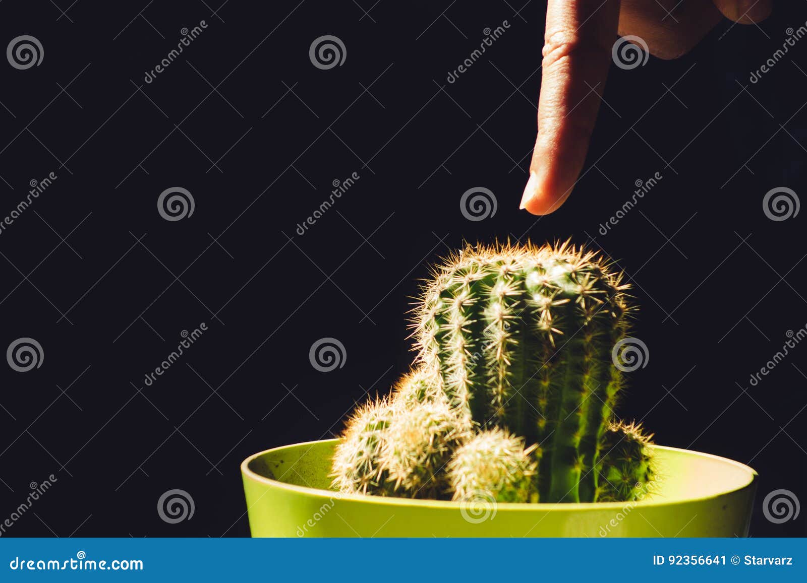 Touching cactus stock image. Image of closeup, focus - 92356641