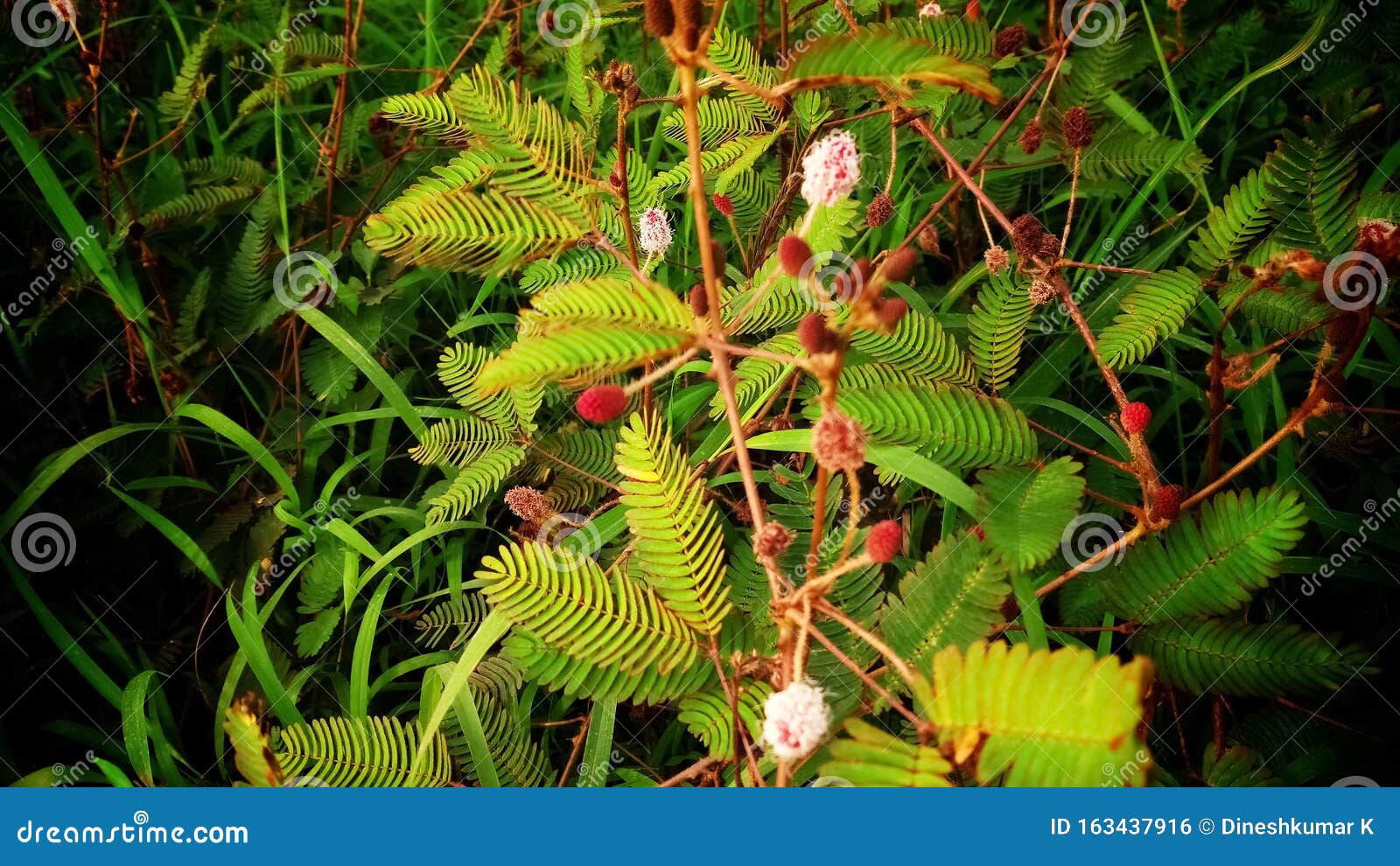 Upon Touching the Compound Leaf of a Touch-me-not Mimosa Pudica Plant ...