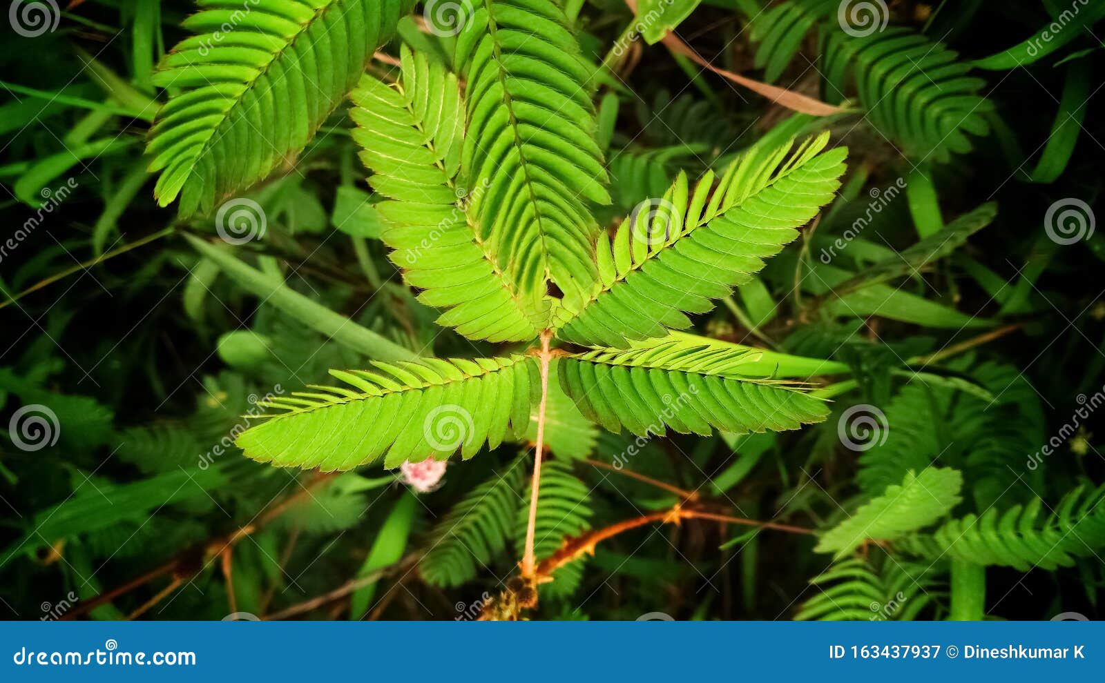 Upon Touching the Compound Leaf of a Touch-me-not Mimosa Pudica Plant ...