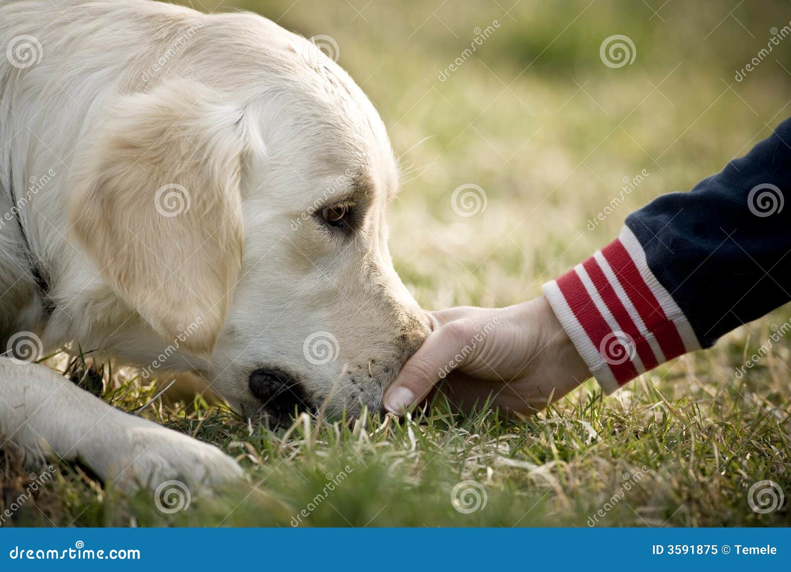 Touching the dog stock image. Image of contact, golden - 3591875