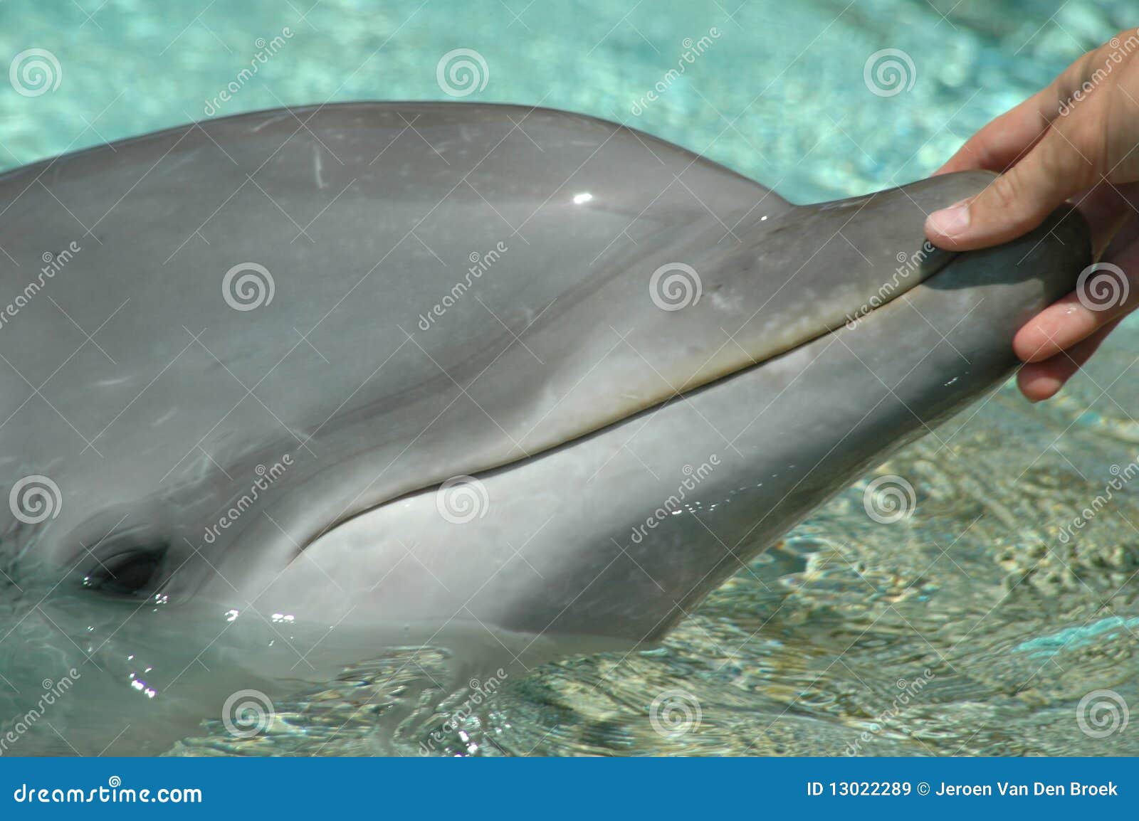 Touching a dolphin stock image. Image of beach, leisure - 13022289