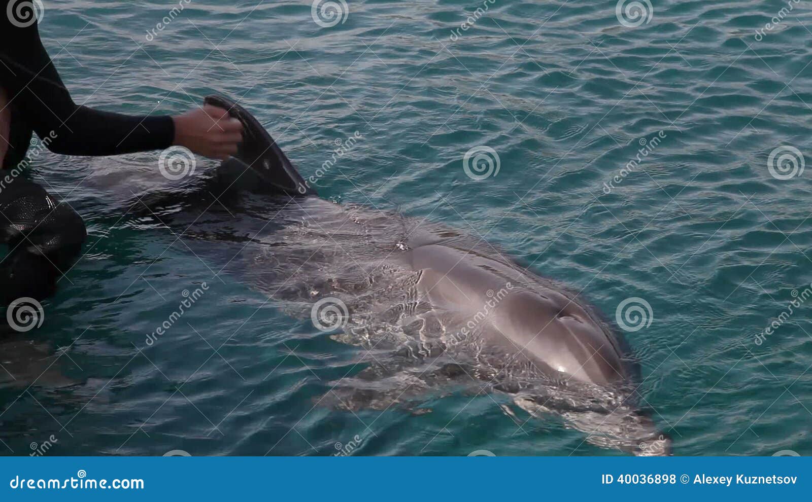 Touching the dolphin stock footage. Video of mammal, hand - 40036898