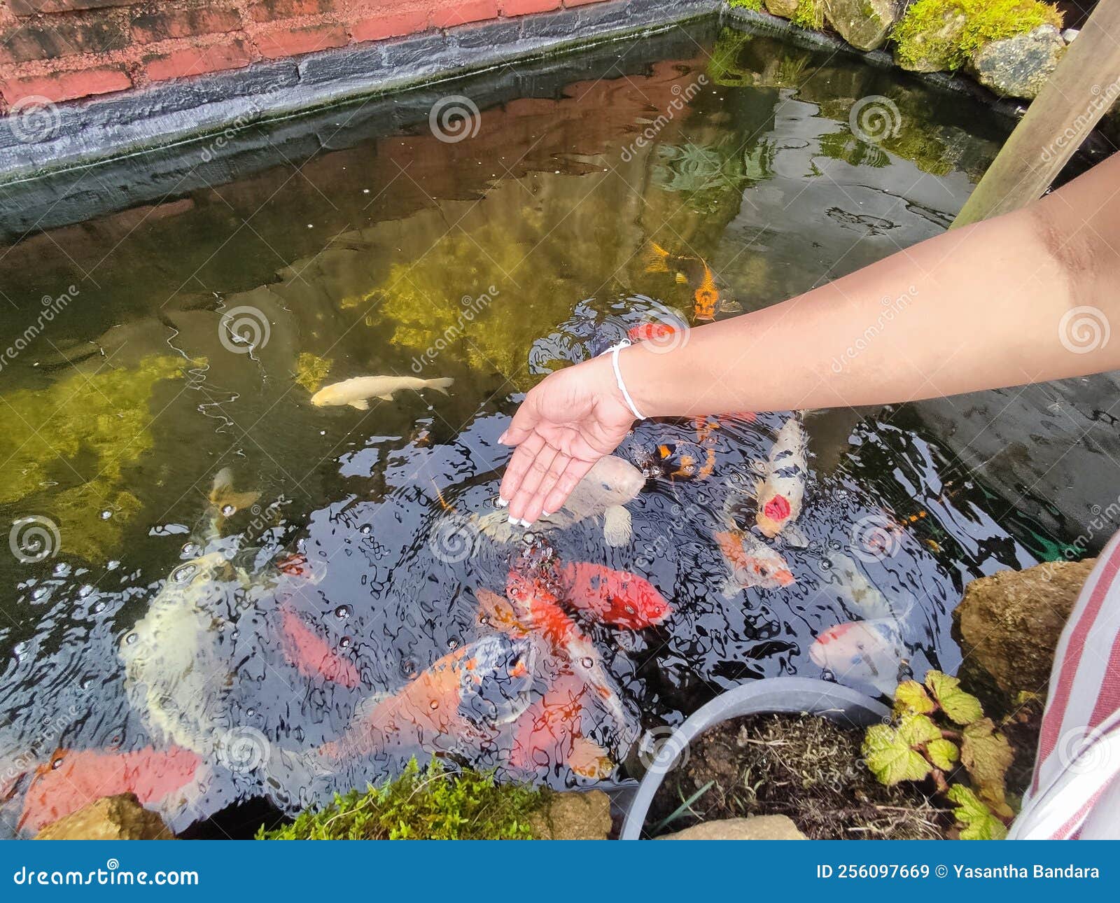 Touching the fish stock image. Image of plant, tree - 256097669