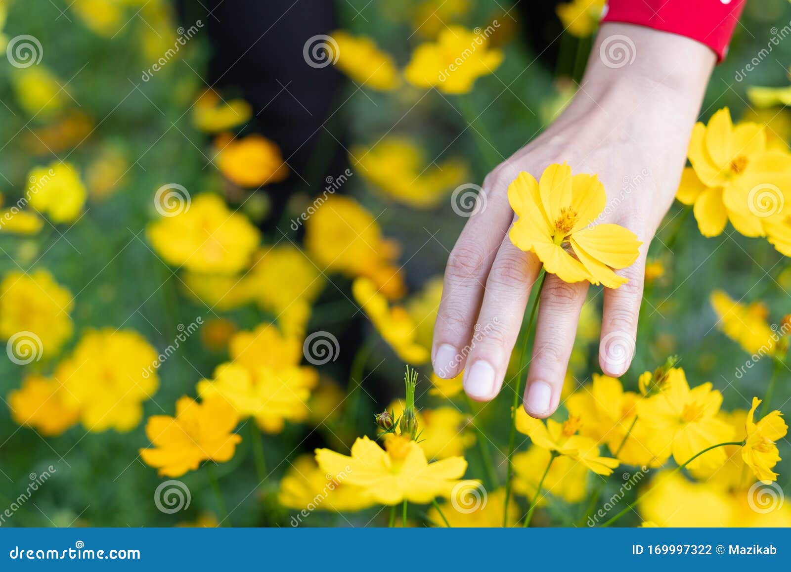 Touching a flower stock photo. Image of light, field - 169997322