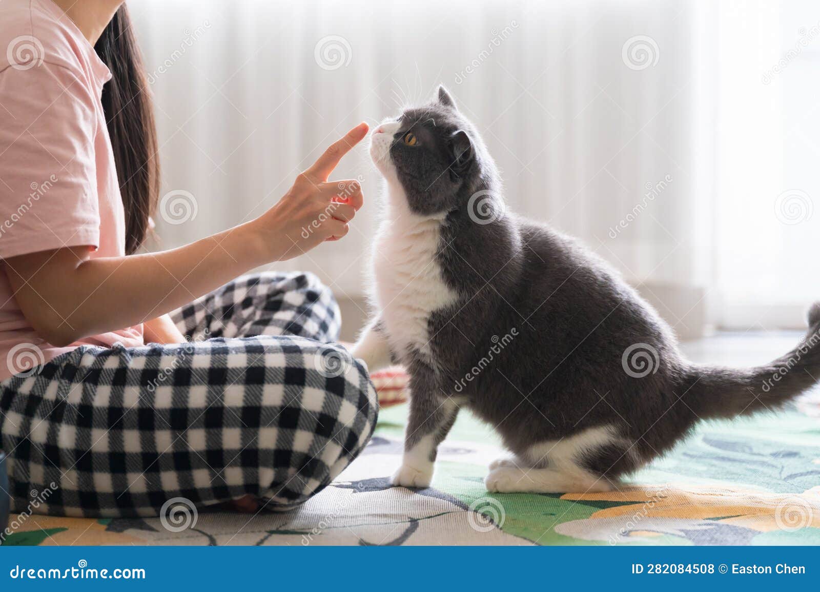 Touching the Nose of a British Shorthair Cat with a Finger Stock Photo ...