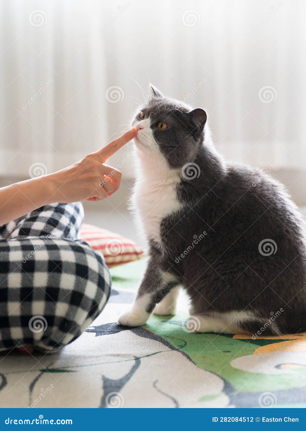 Touching the Nose of a British Shorthair Cat with a Finger Stock Photo ...
