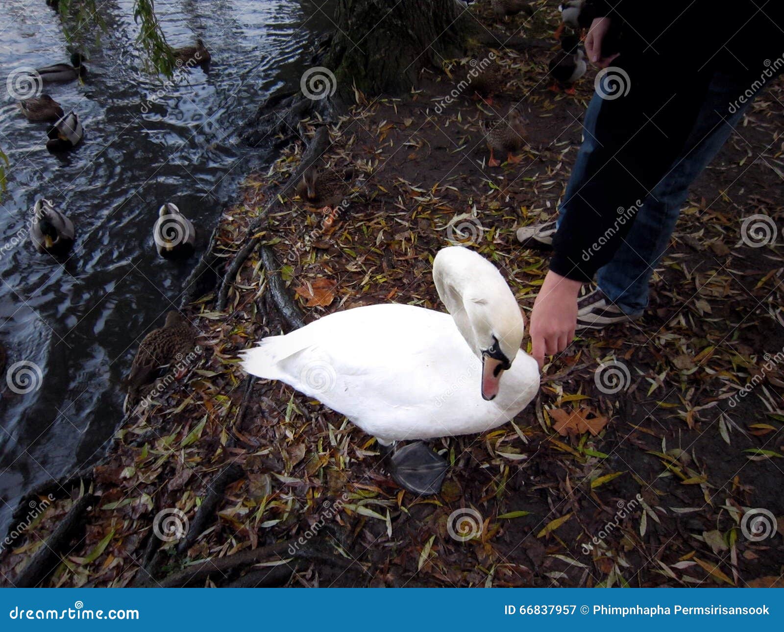 Touching the tame swan stock image. Image of feather - 66837957